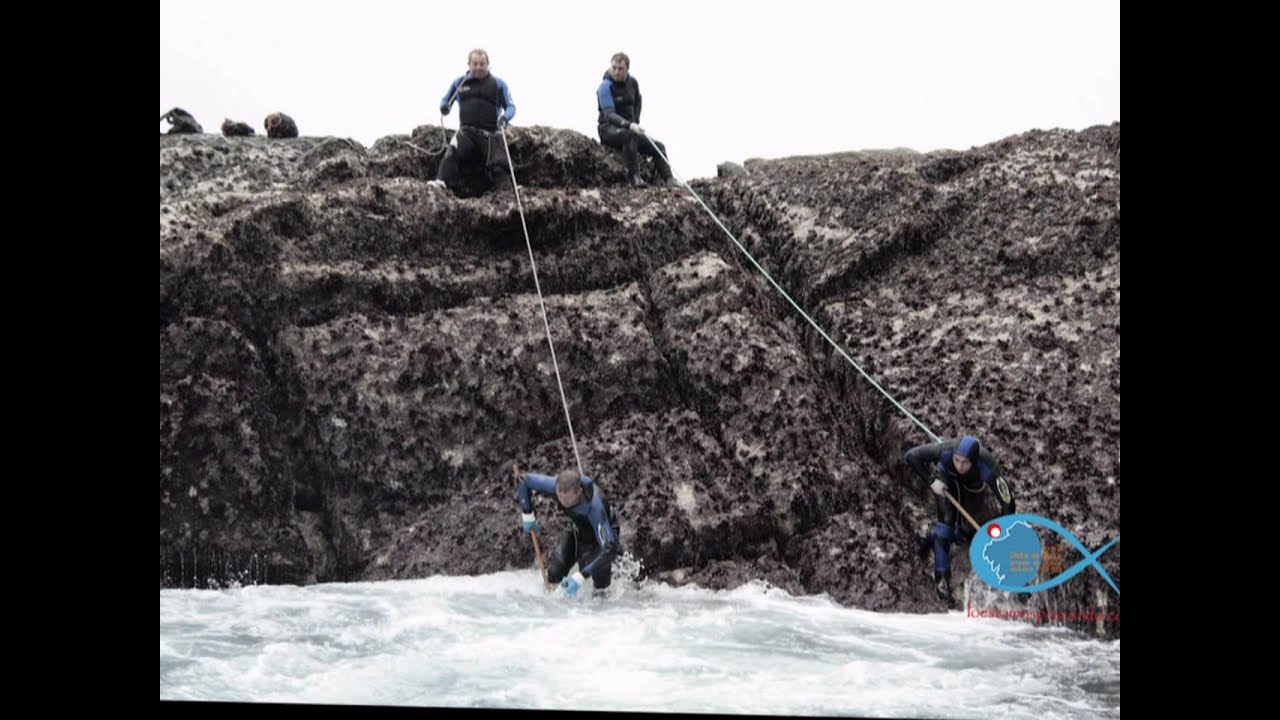 Percebeiros de Malpica - YouTube
