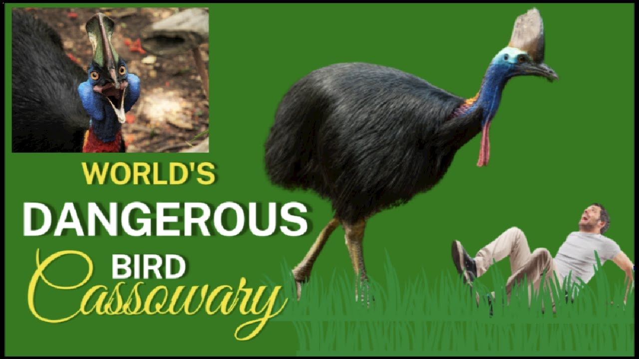 The Cassowary - The World's Most Dangerous Bird - YouTube