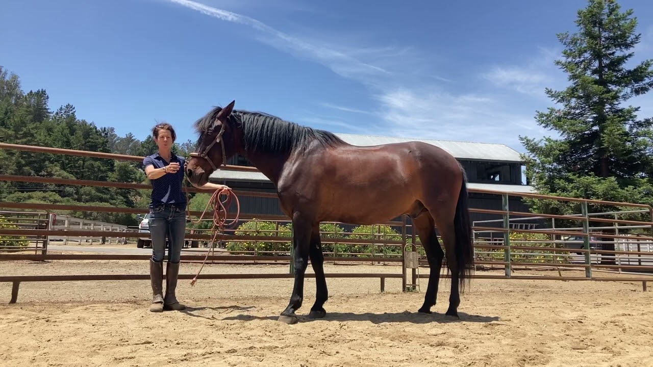 Groundwork: Turn on Haunches - YouTube