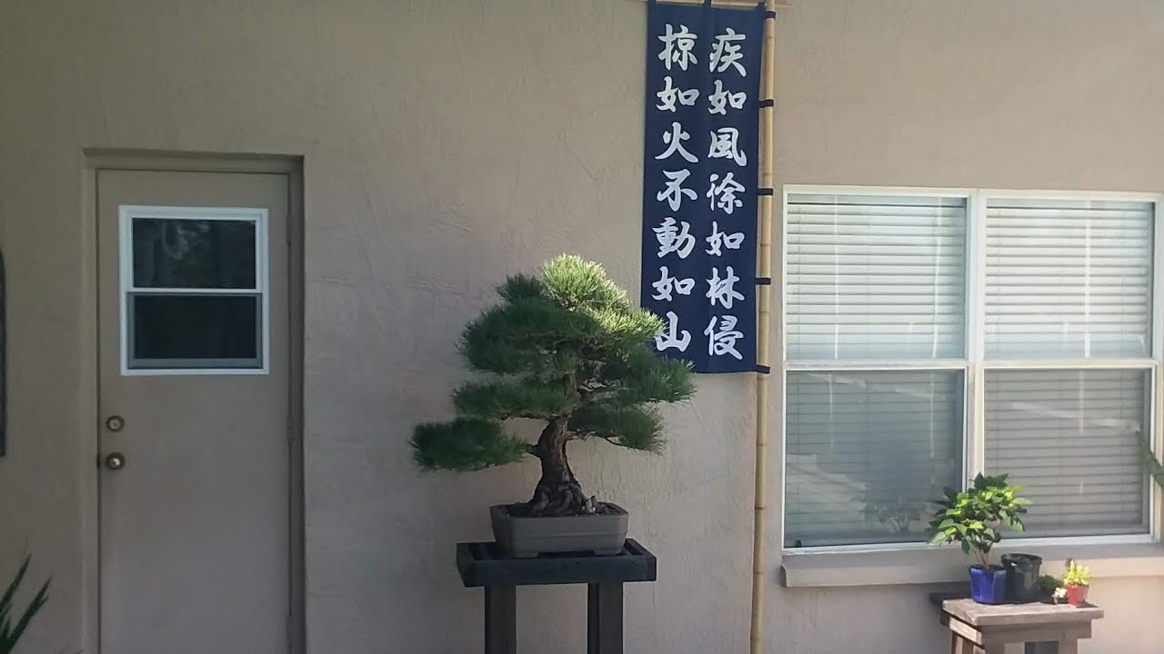 Agresta Gardens, the story of a JBP, @Bonsai by the Samurai - YouTube