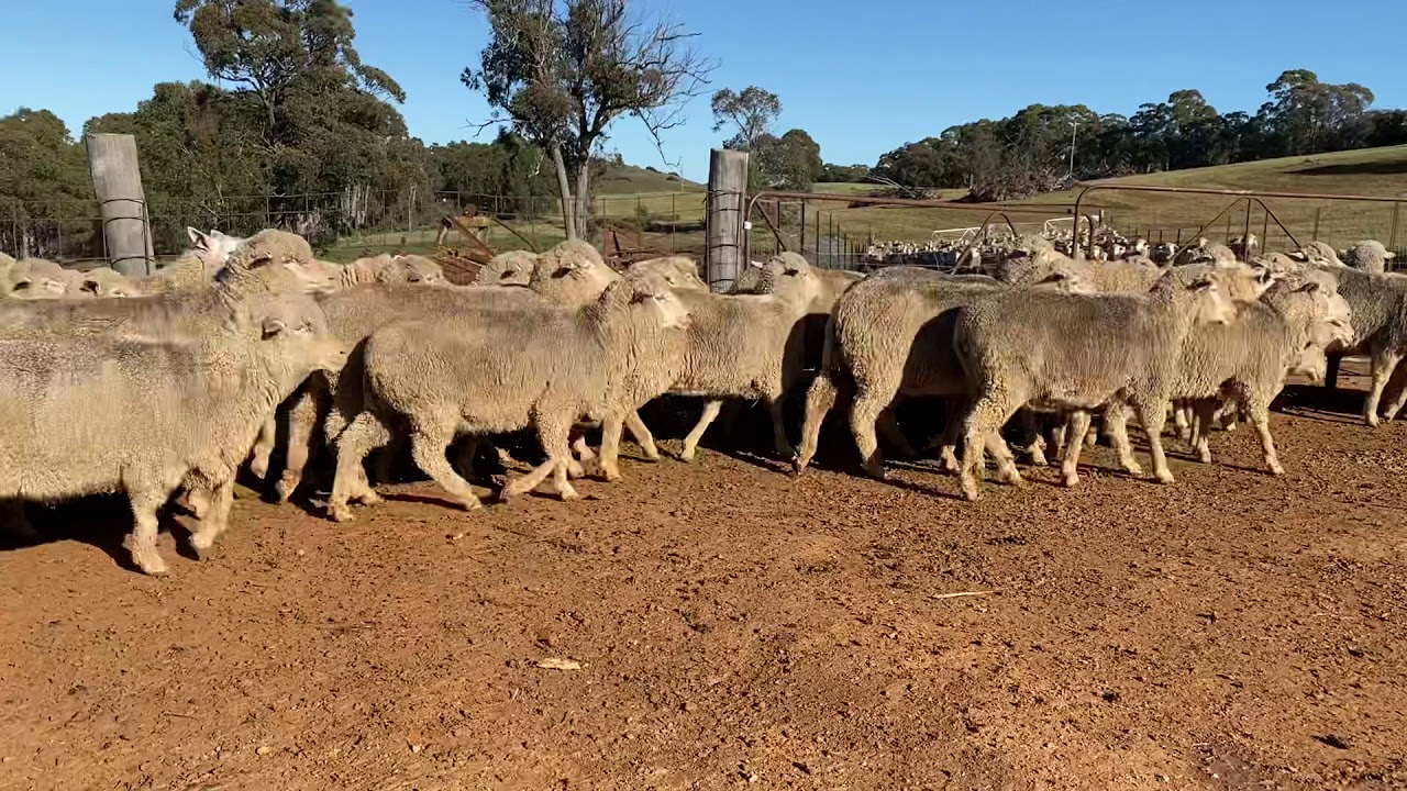 120 SM Merino Ewes - YouTube