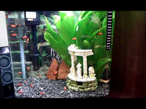 Aqua One 380 with baby Platies - YouTube