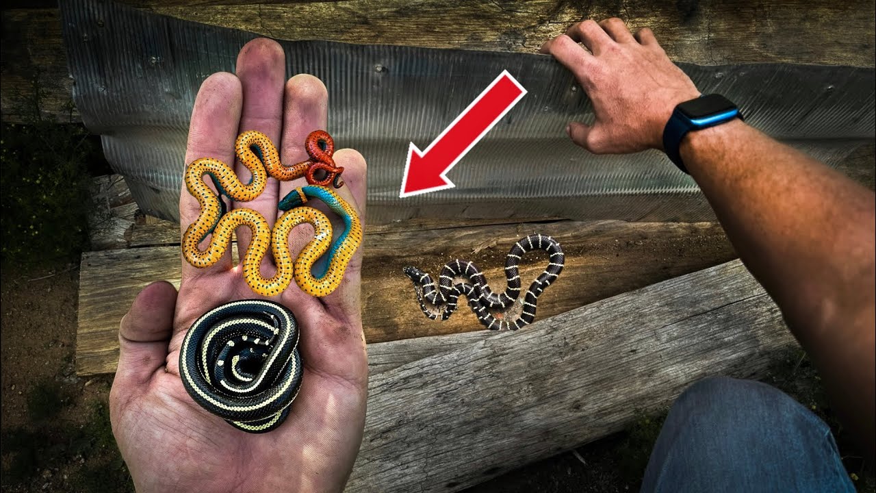 Finding Crazy Snakes Under Garbage in California! - YouTube