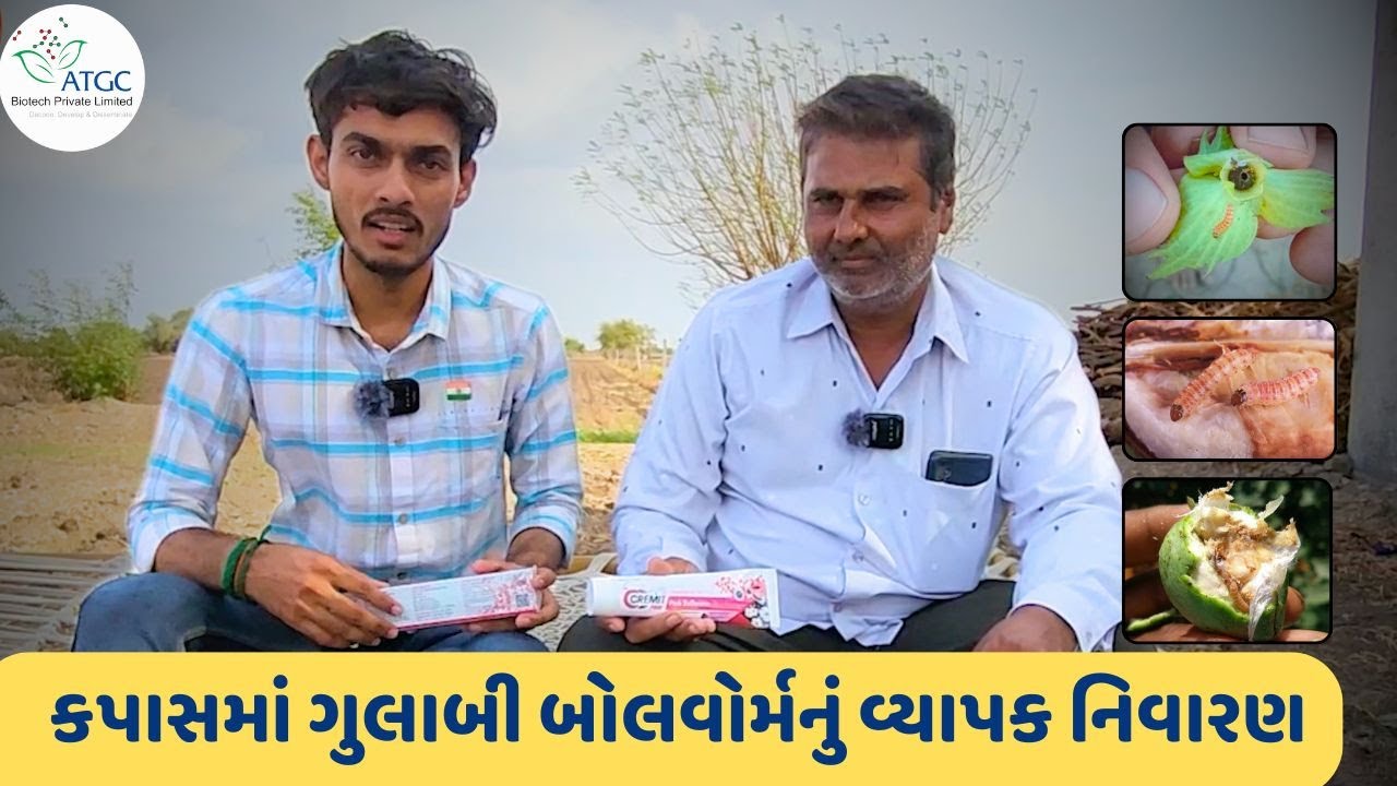 કપાસમાં ગુલાબી બોલવોર્મનું વ્યાપક નિવારણ #cremit_pbw #pinkbollworm # ...