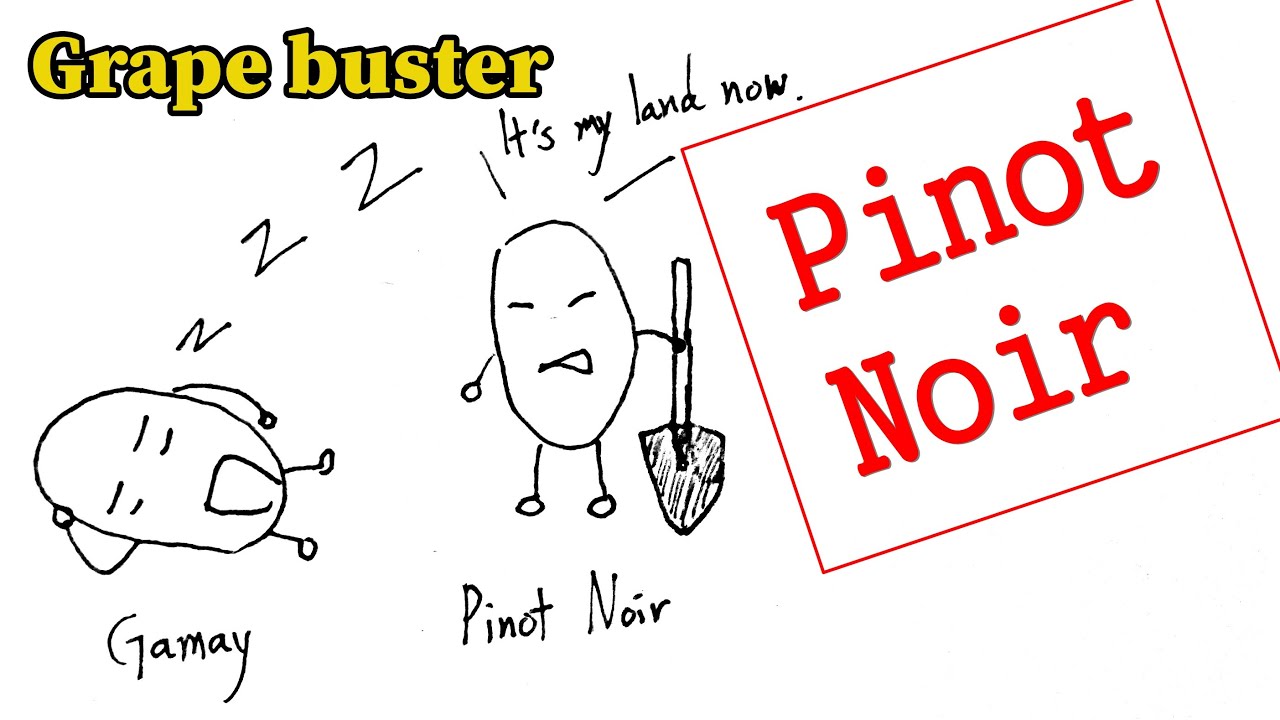 Grape Buster 3. Pinot Noir (ft. Pinot Rose wine) | F**KING EXPENSIVE ...