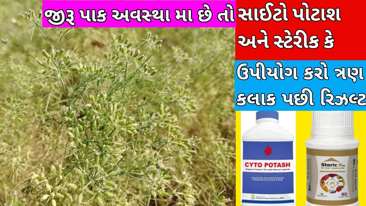 જીરા મા સાઈટો પોટાશ અને સ્ટેરીક કે શું ફાયદો કરે છે || jira ma cyto ...