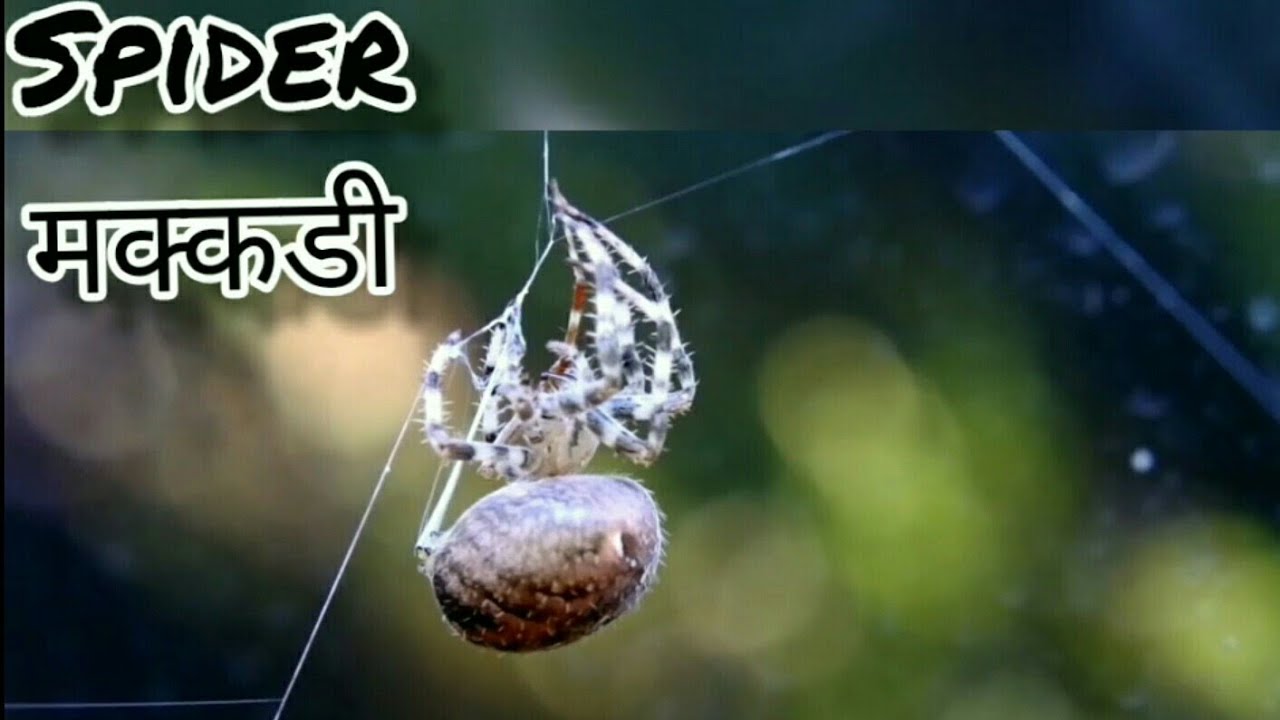 spider facts in easy hindi language for kids and children. #kids # ...