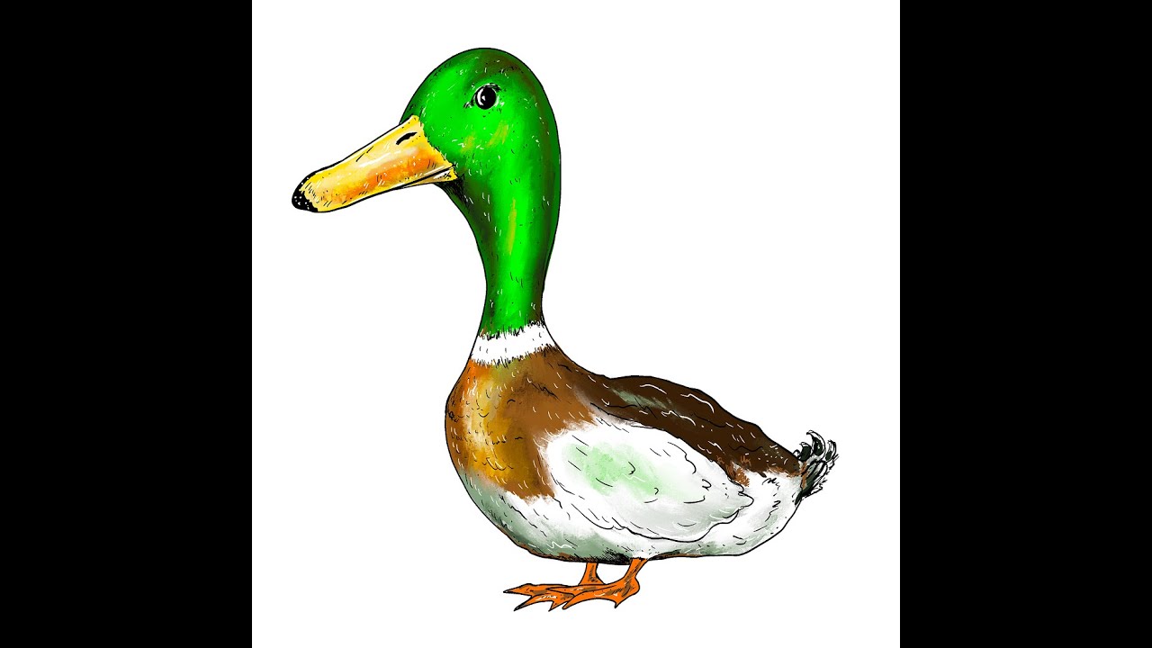 Artisticus 354 | Domestic Duck * Birds * Funny animals | Digital art ...