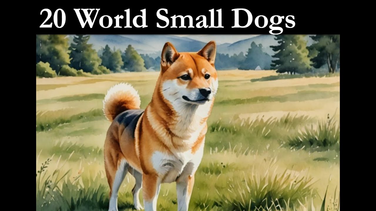20 World Small Dogs - YouTube