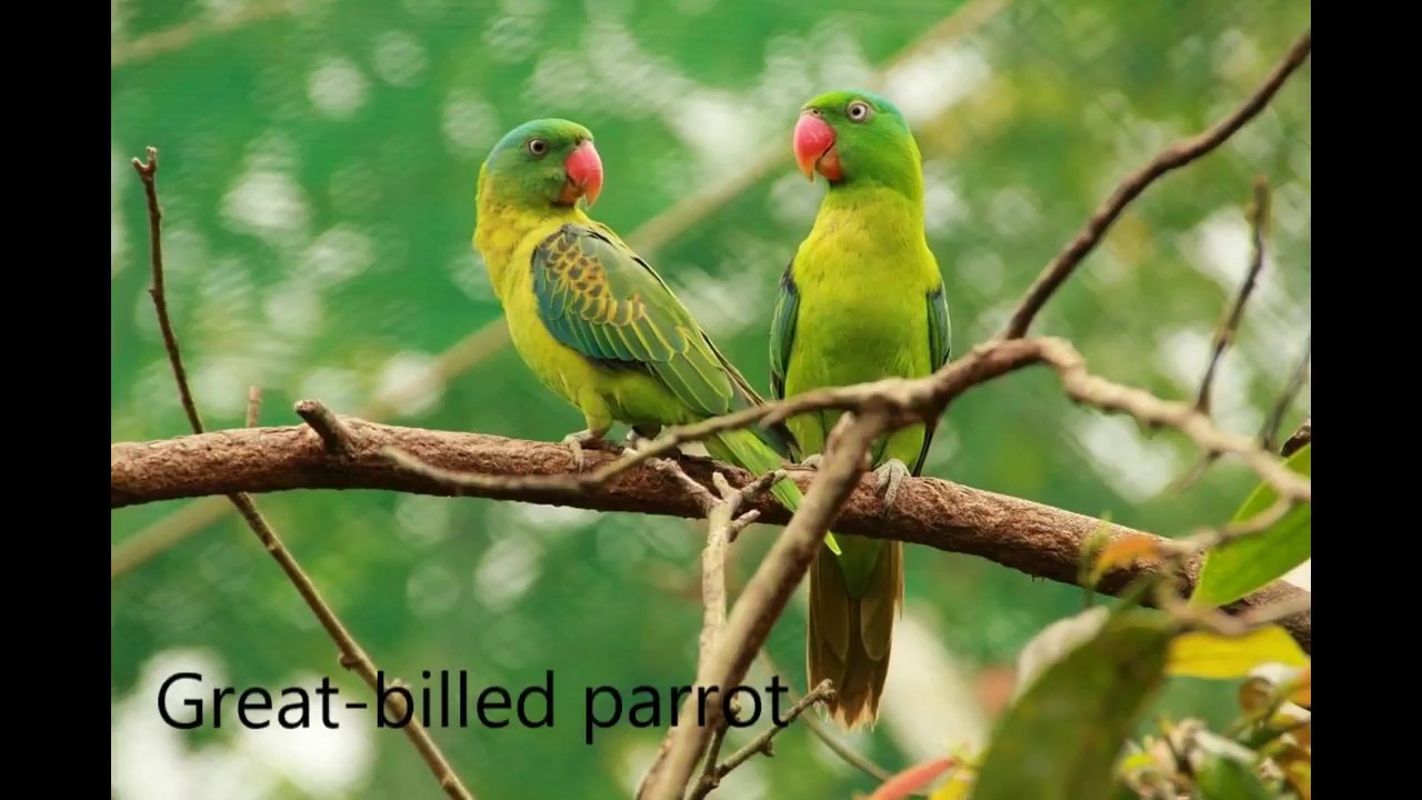 rare and very rare parrots - YouTube