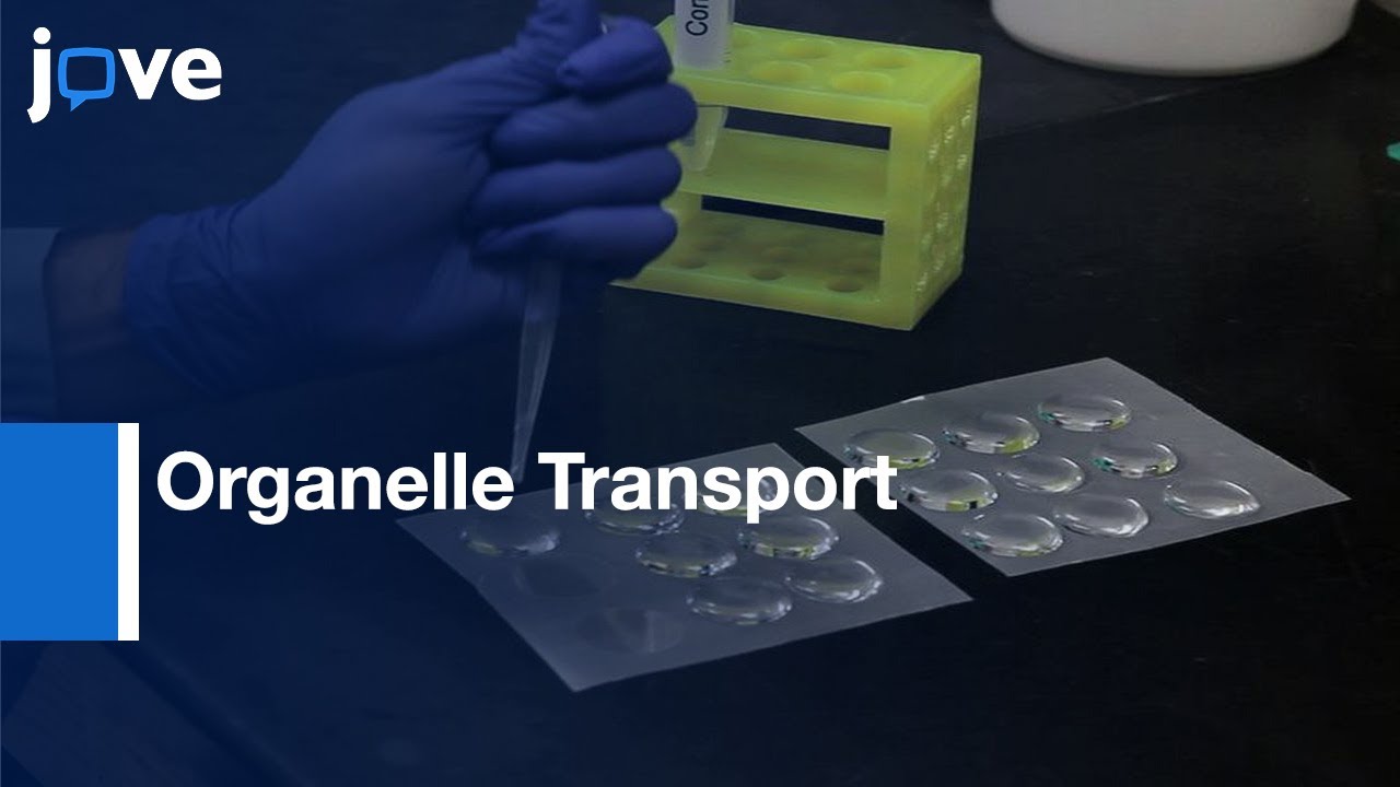 Organelle Transport In Cultured Drosophila Cells: S2 Cell Line ...