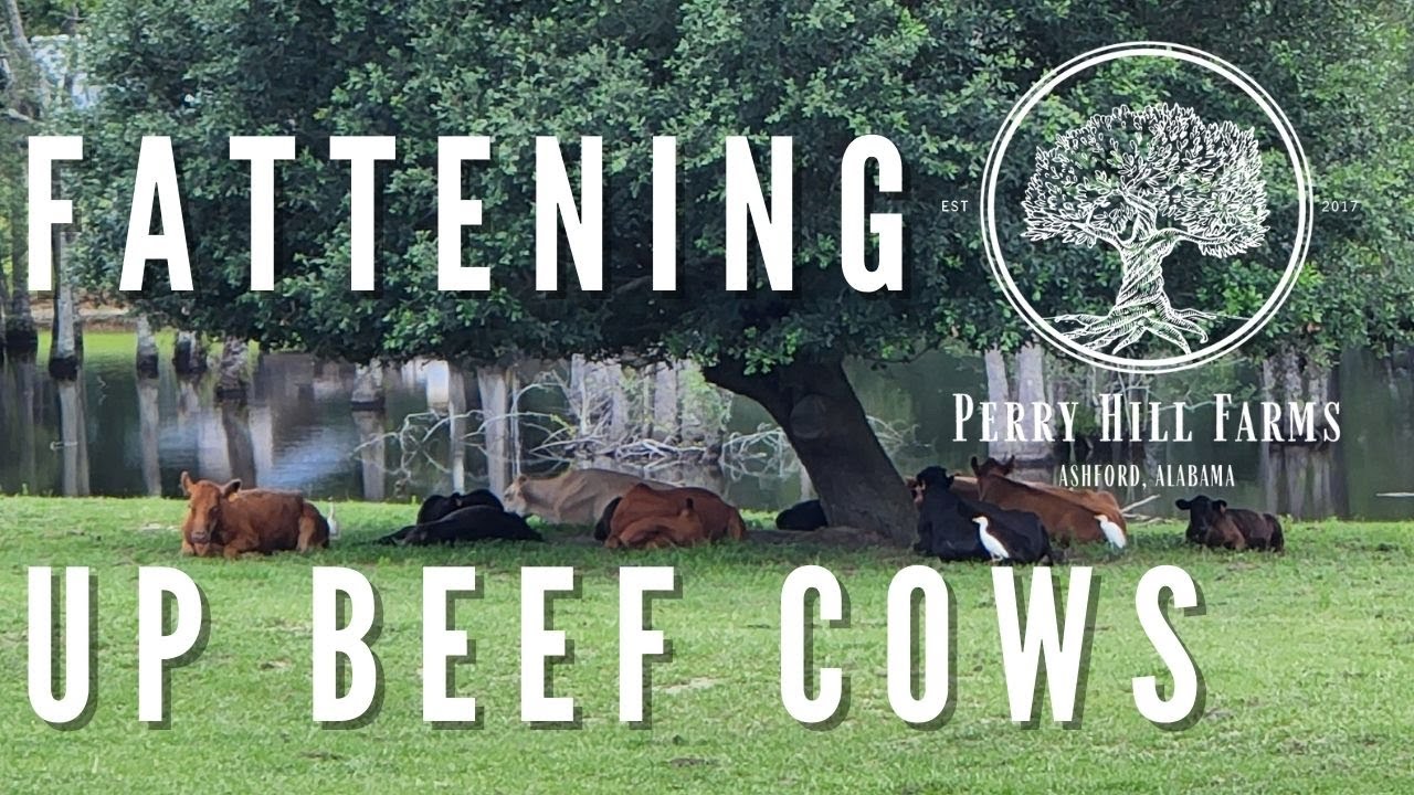 Fattening up Beef Cows - YouTube