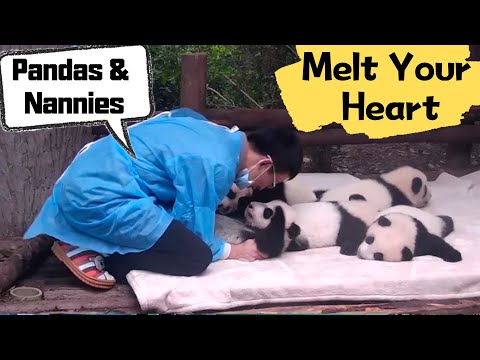 This Panda Video Will Melt Your Heart Completely | iPanda