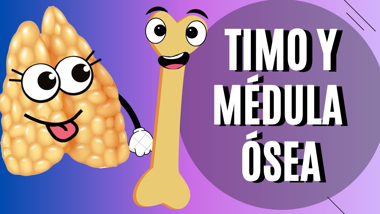 Timo y médula ósea - YouTube