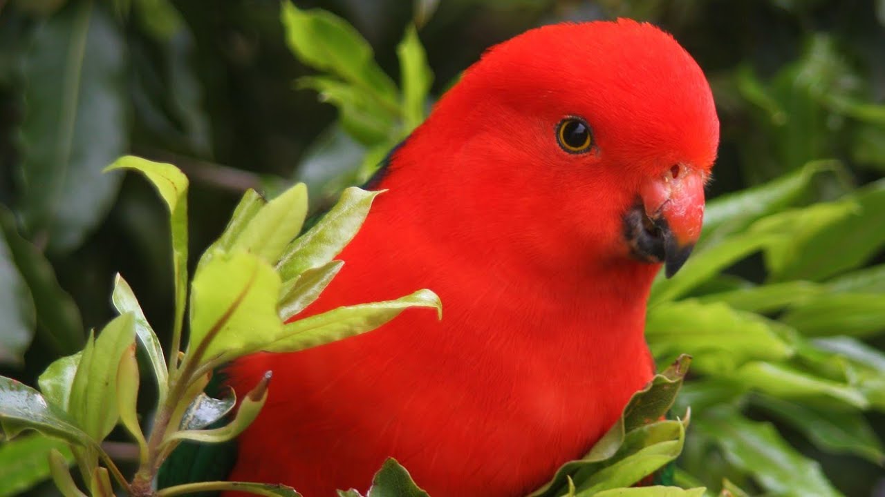 gade | ಗಾದೆ ಮಾತು "ಸಜ್ಜನರ ಸಂಗವದು ಹೆಜ್ಜೇನು ಸವಿದಂತೆ" - YouTube