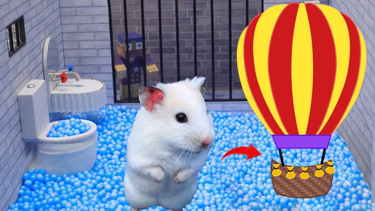 Hamster maze hot air balloon is very good | Planet Hamster - YouTube