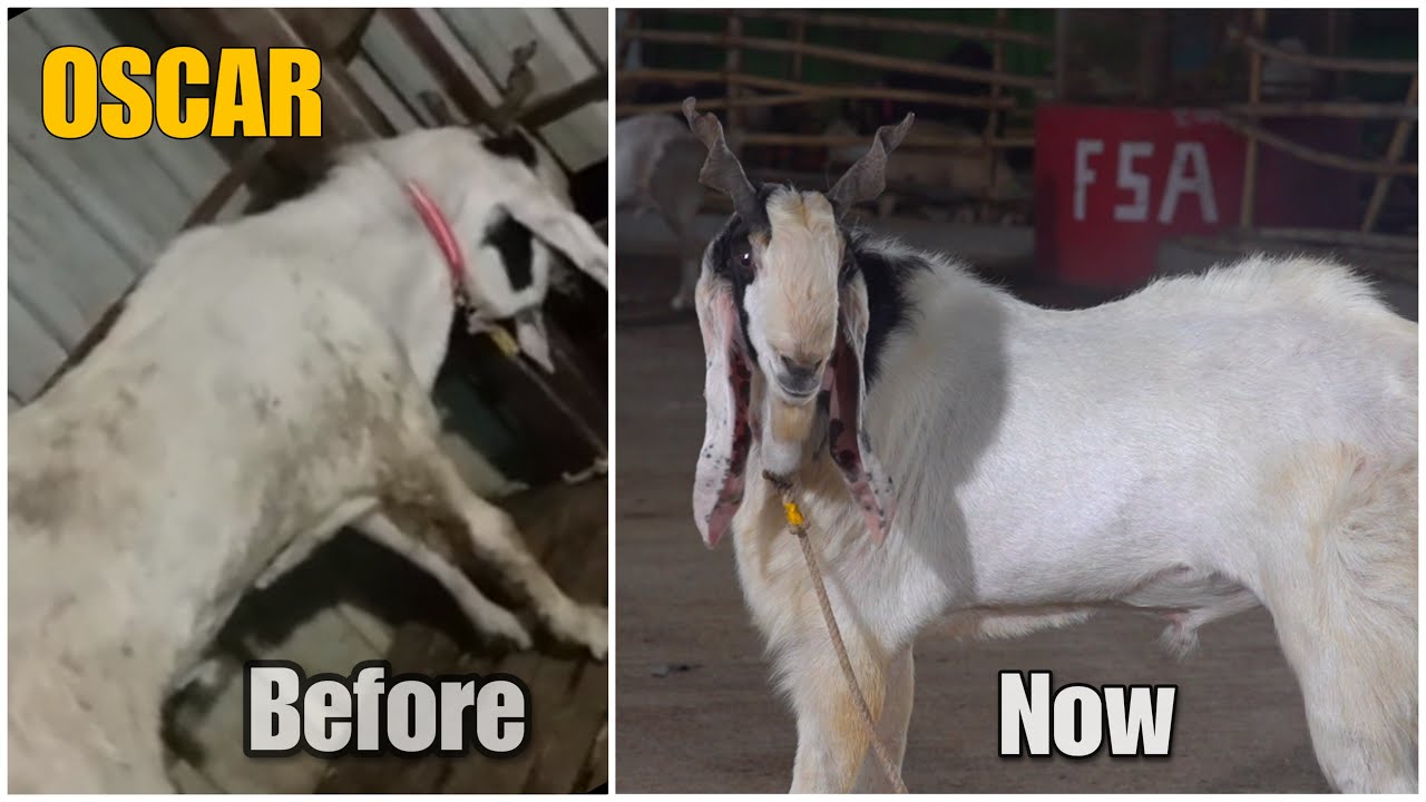 Oscar’s Recovery From Paralysis & 31 KG Weight Gain at JD Goat Farm ...
