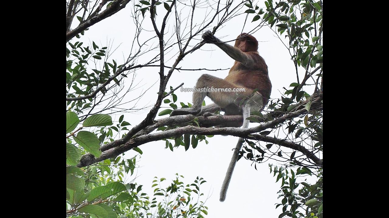 Maludam National Park Boat Tour, Sarawak Malaysia Borneo Travel 穿越婆罗洲 ...