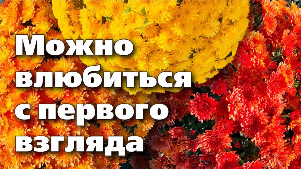 Крупноцветковые хризантемы-мультифлора. Красота с идеальными формами ...