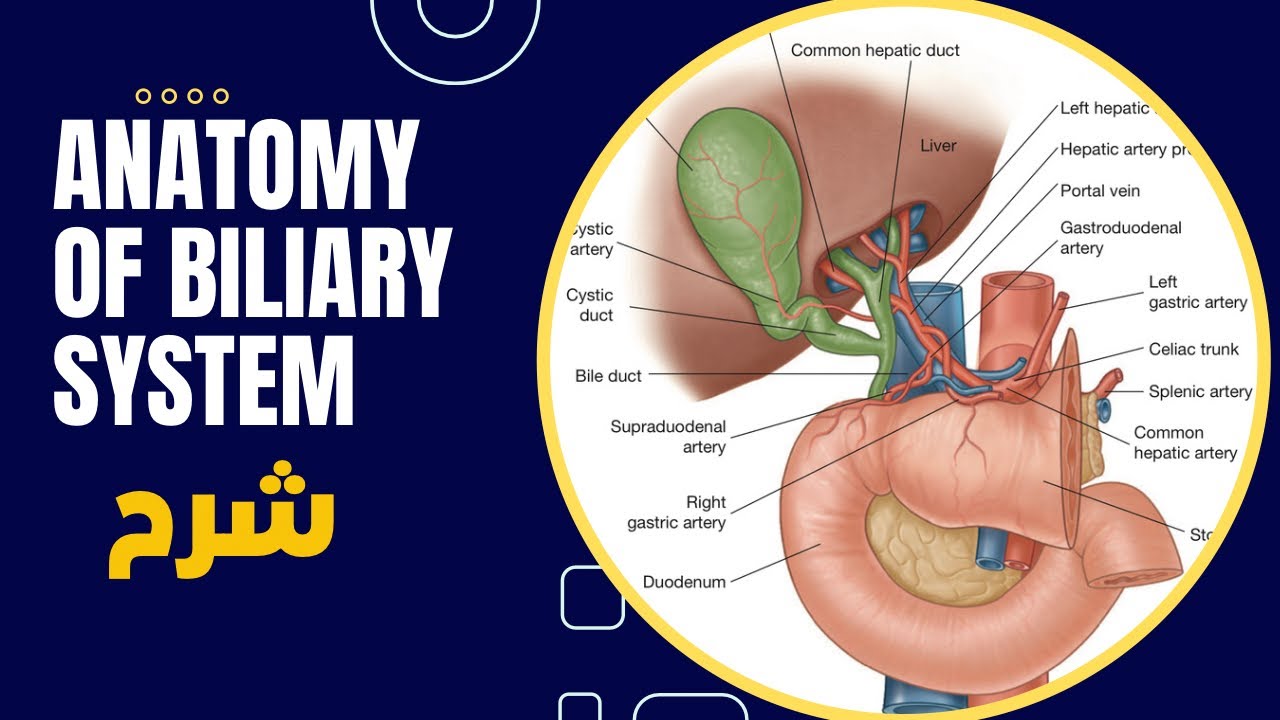Anatomy of biliary system شرح - YouTube