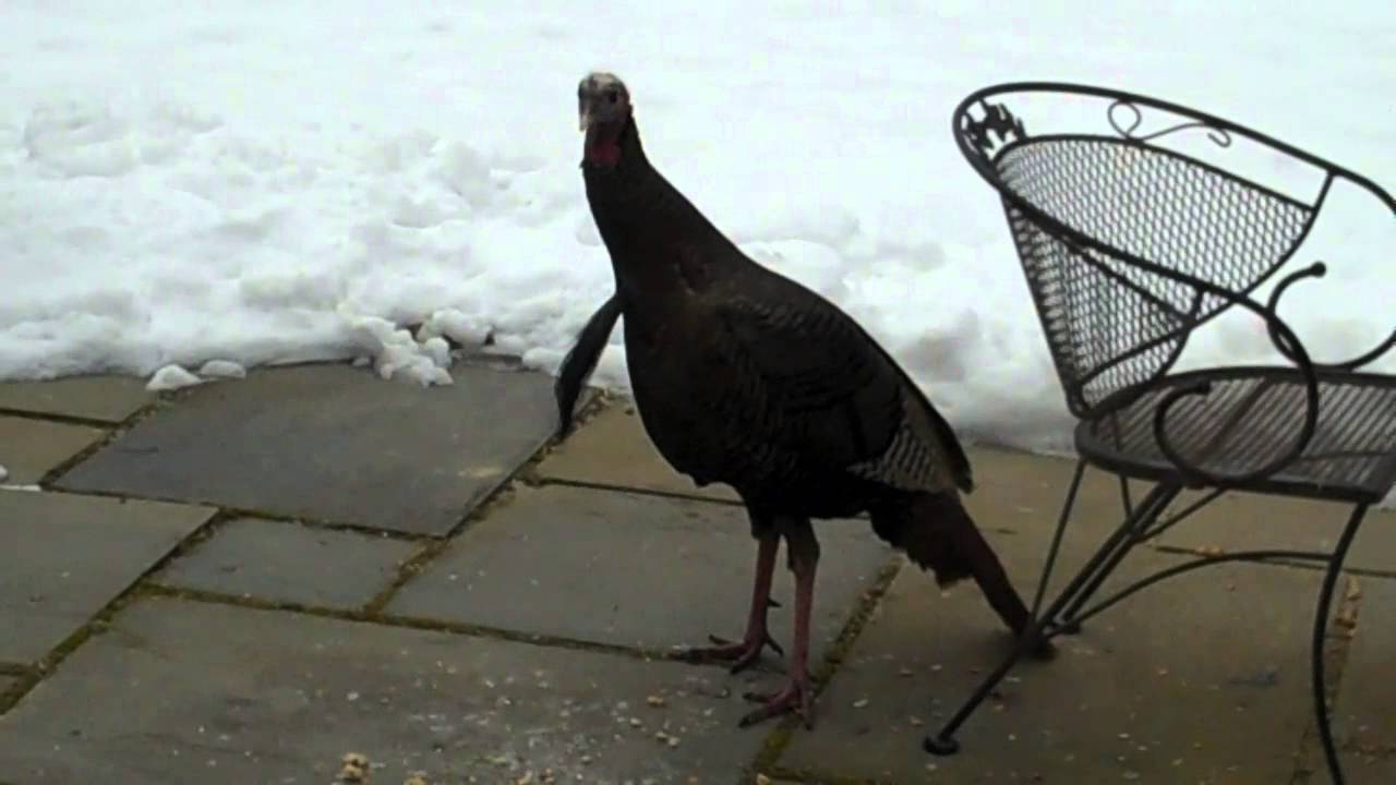 Wild Turkey Tom - YouTube