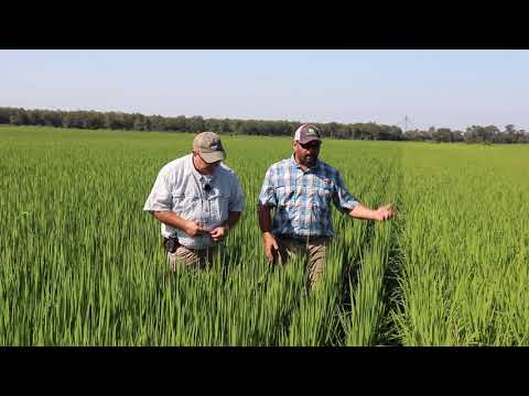 Row Rice In-season update 3 - YouTube