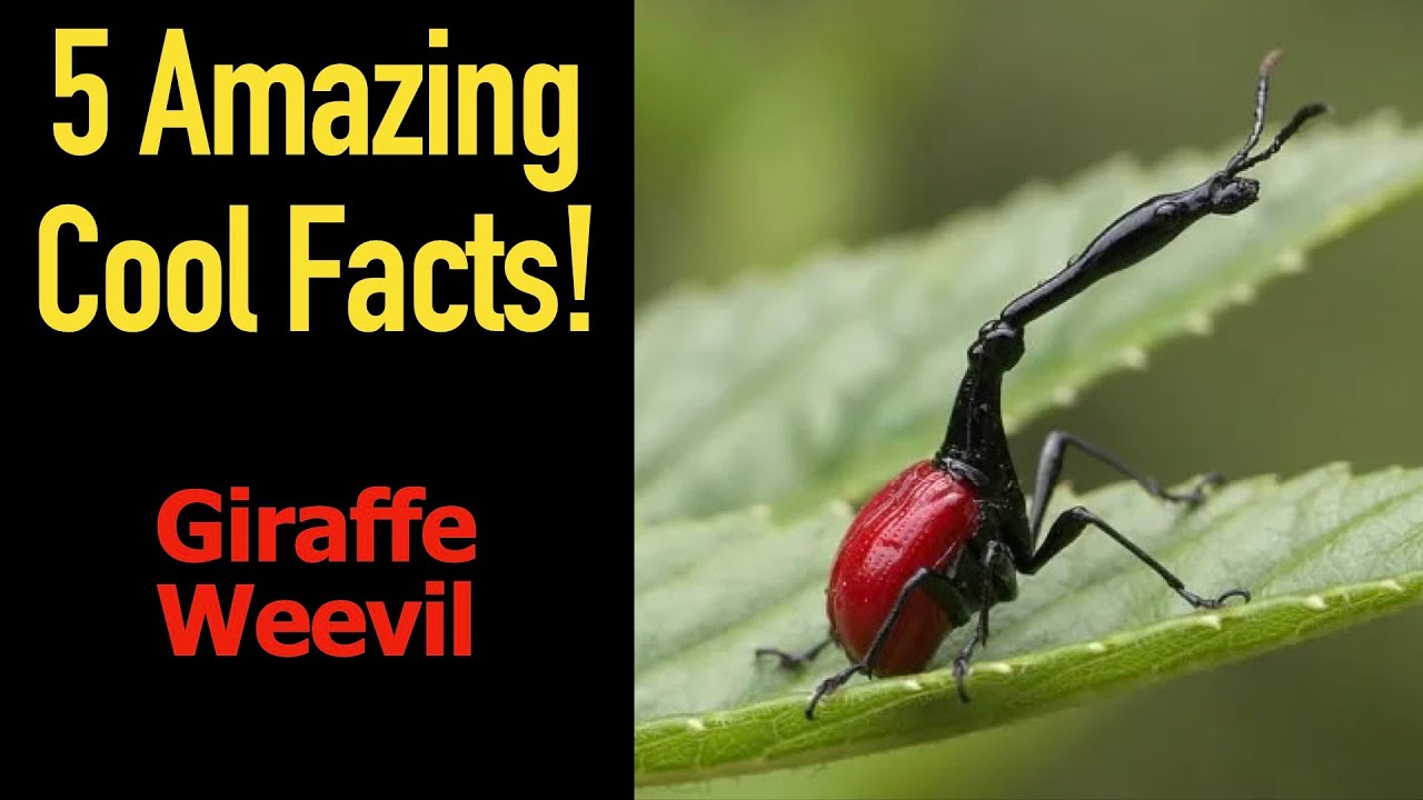 5 Fascinating Facts About Giraffe Weevils - YouTube