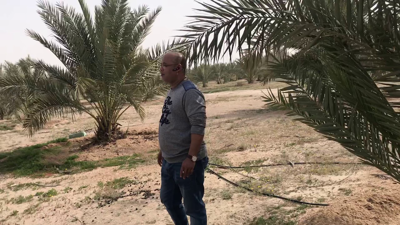 25- PICNIC ABDALI FARM KUWAIT-25.01.19 - YouTube