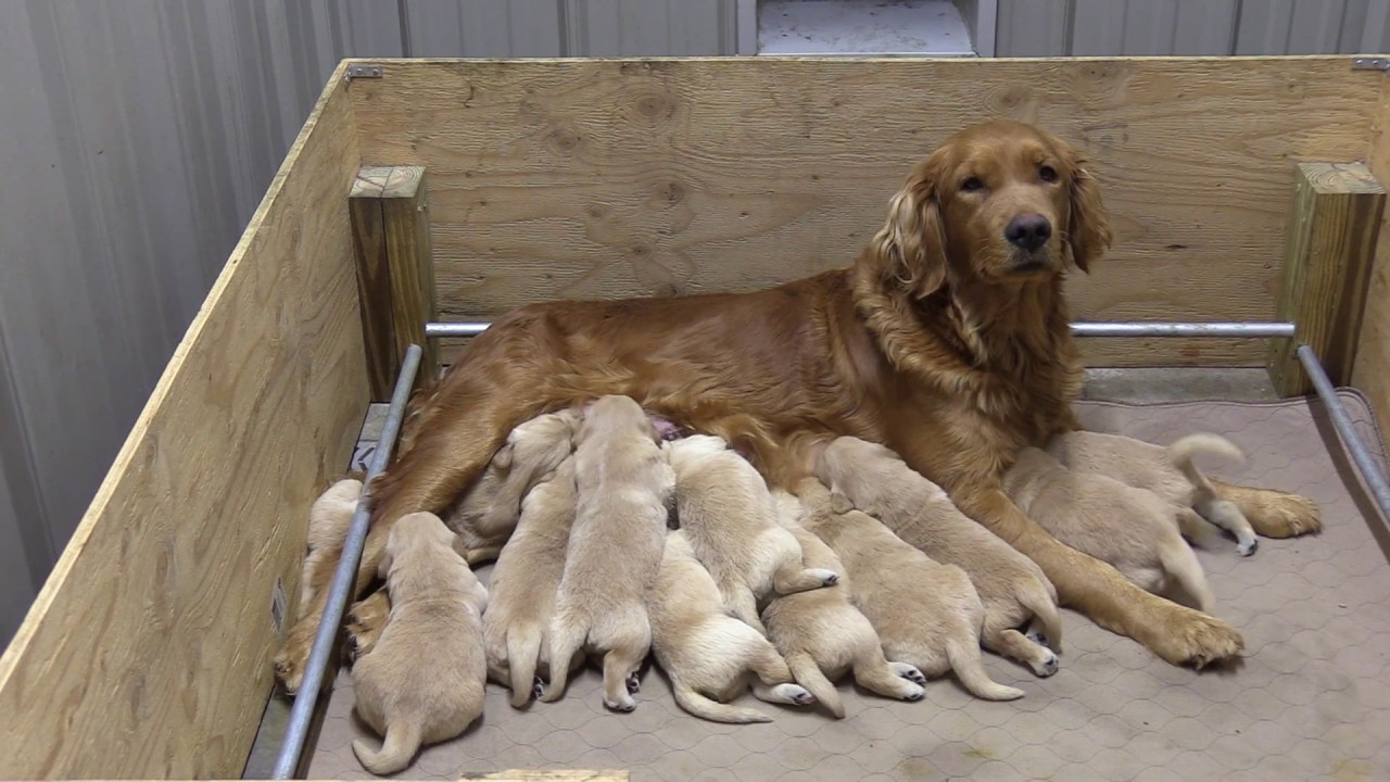 Clara and Buddy's Puppies Growing Up Fast - YouTube