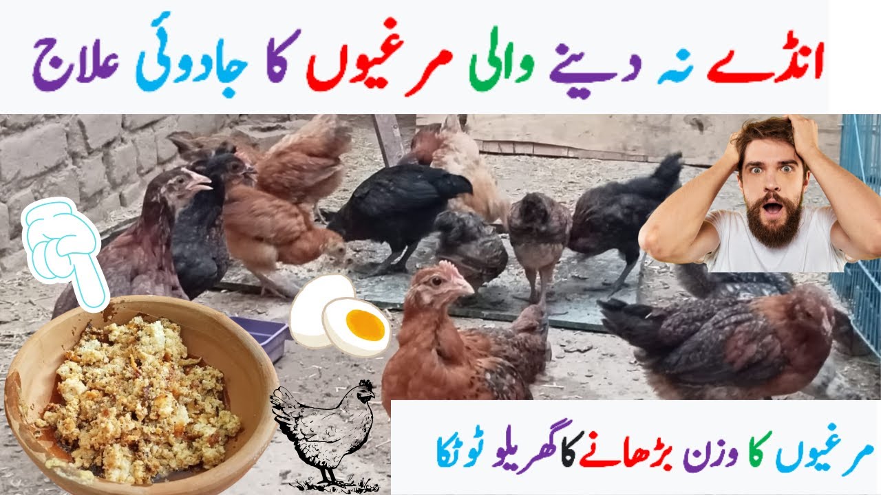 Murgi Anda Na De To Kya Karen? || Poultry Birds Main Desi Ghee Ka ...
