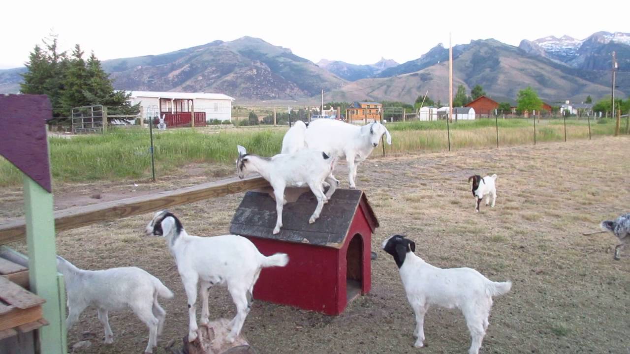 baby goat playground - YouTube