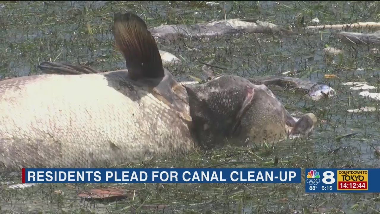 St. Pete residents plead for canal clean-up amid hundreds of maggot ...