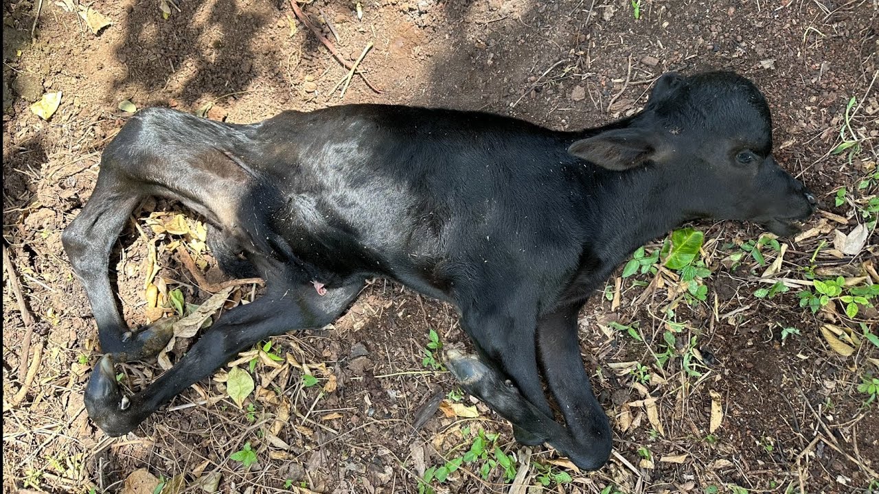 The Heartbreaking Reality of Deformities in Newborn Calves #veterinary ...