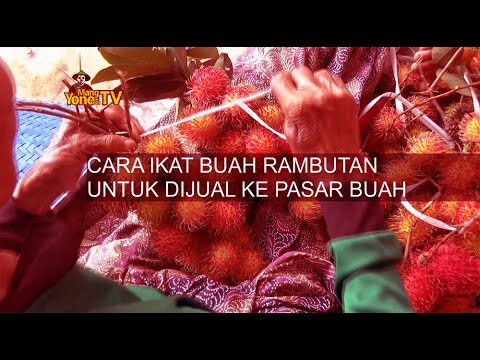 Cara Ikat Buah Rambutan Untuk di Jual - YouTube