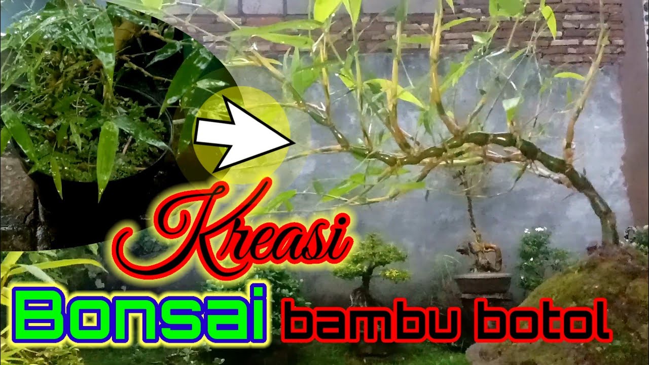 Kreasi bonsai bambu botol @sharkpri - YouTube