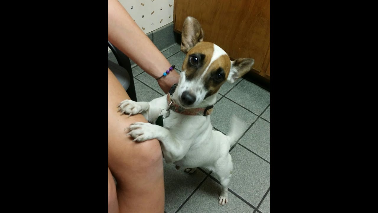 Bitsie a Parson Russell Terrier rescue dog... - YouTube