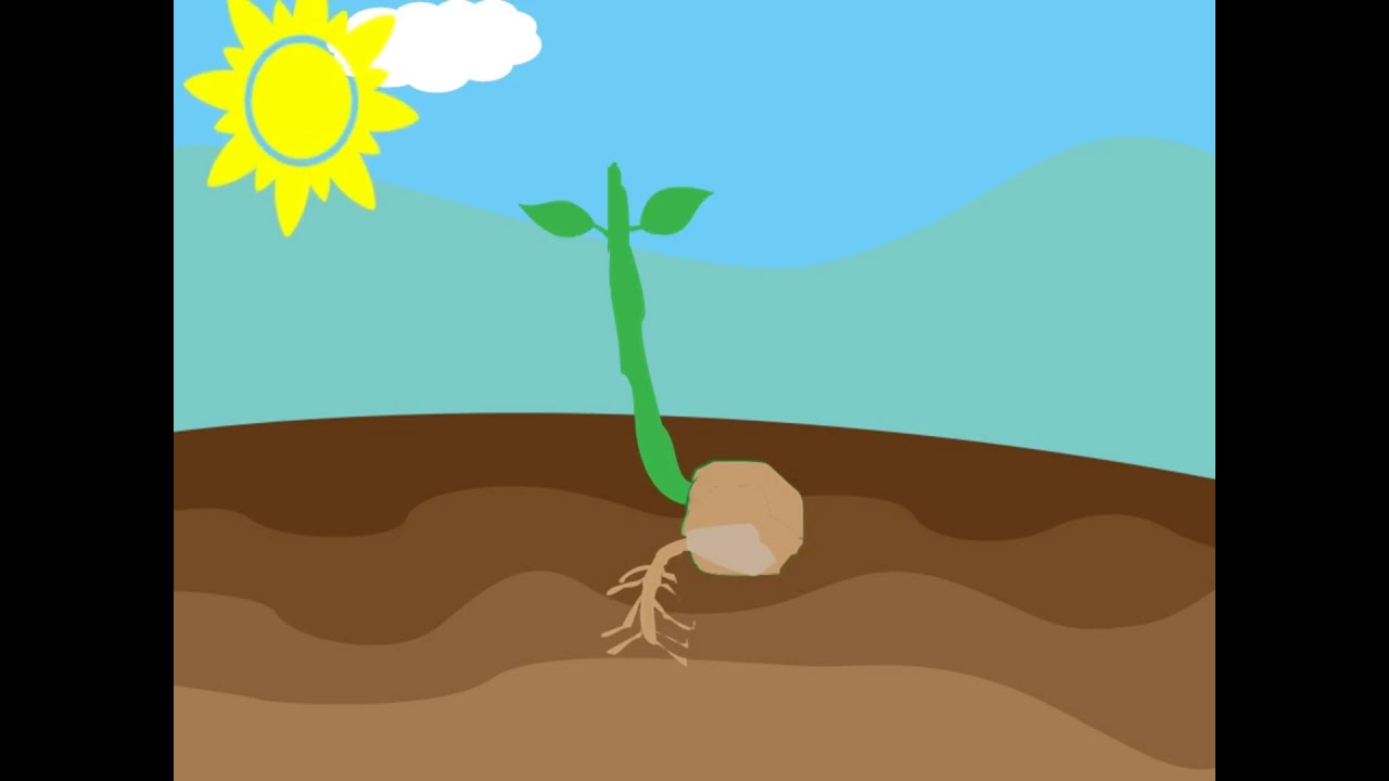 Animasi Proses pertumbuhan pohon dari bijian - YouTube