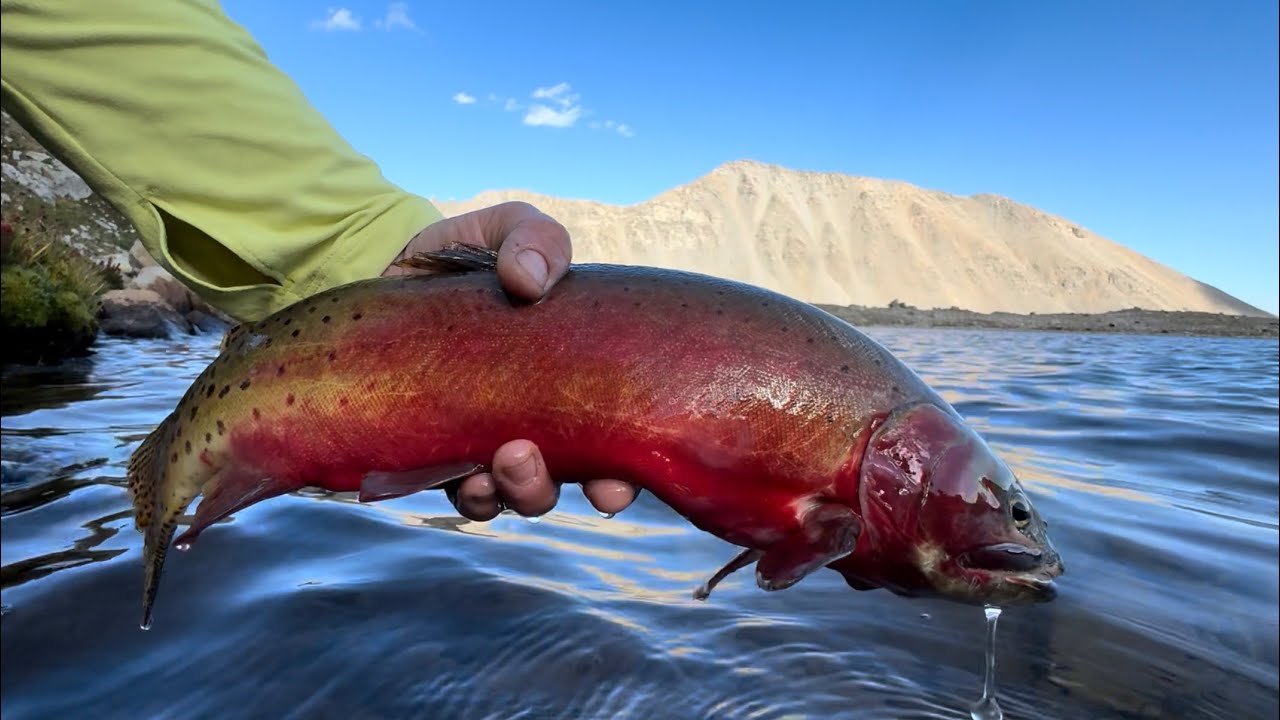 Cherry red cutthroat - YouTube