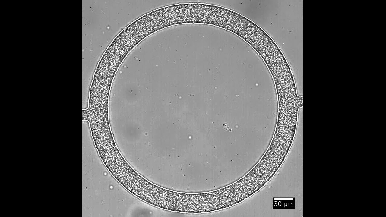 Swimming bacteria in a racetrack - YouTube