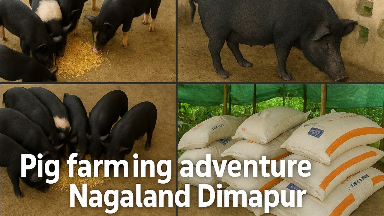 Pig Farming Adventures in Nagaland | Dimapur Farm Update - YouTube