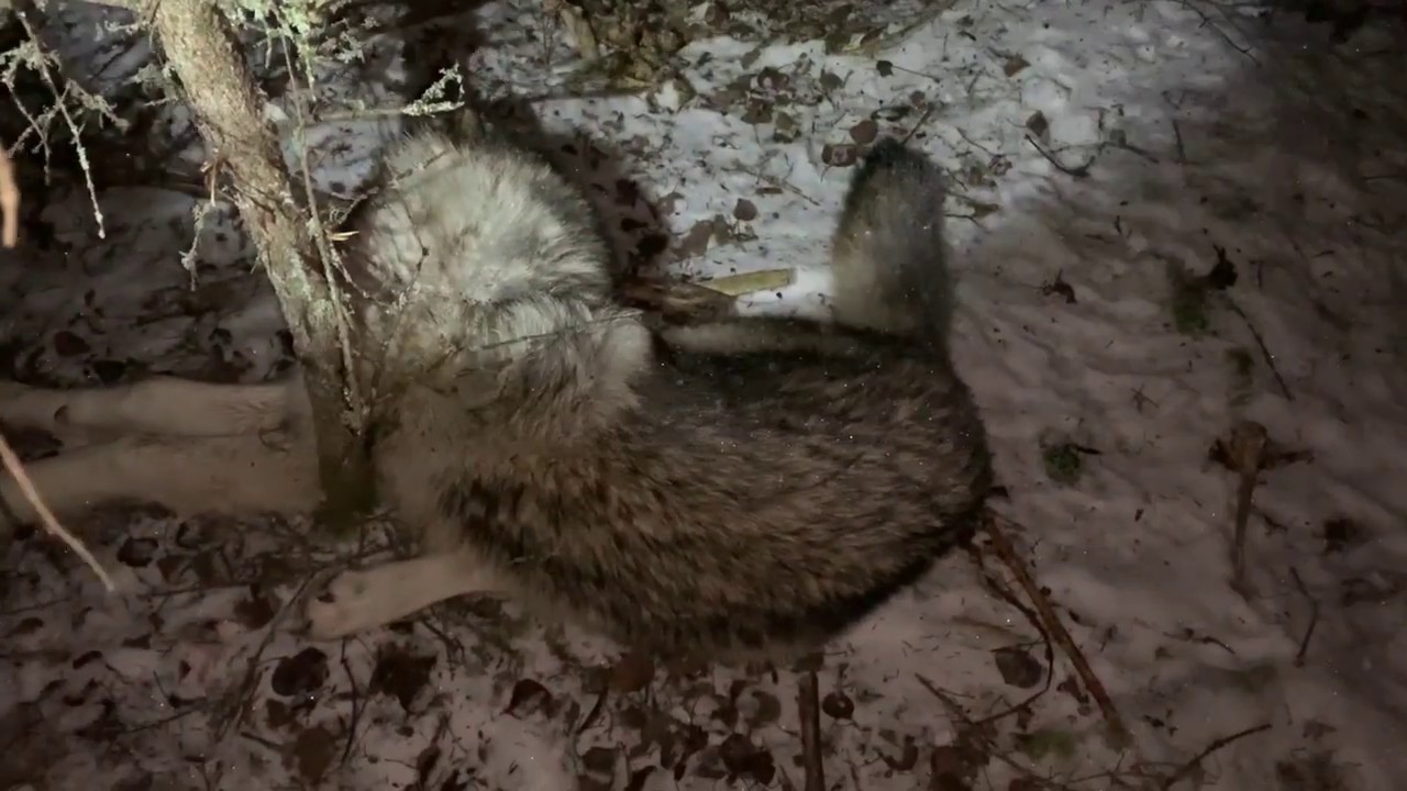 Nov 29 Wolf bait check - YouTube