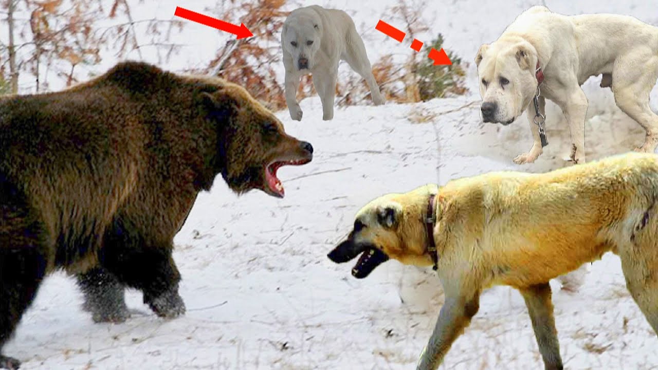 Giant Dogs. Even Bears Are Scared of These Dogs. - YouTube