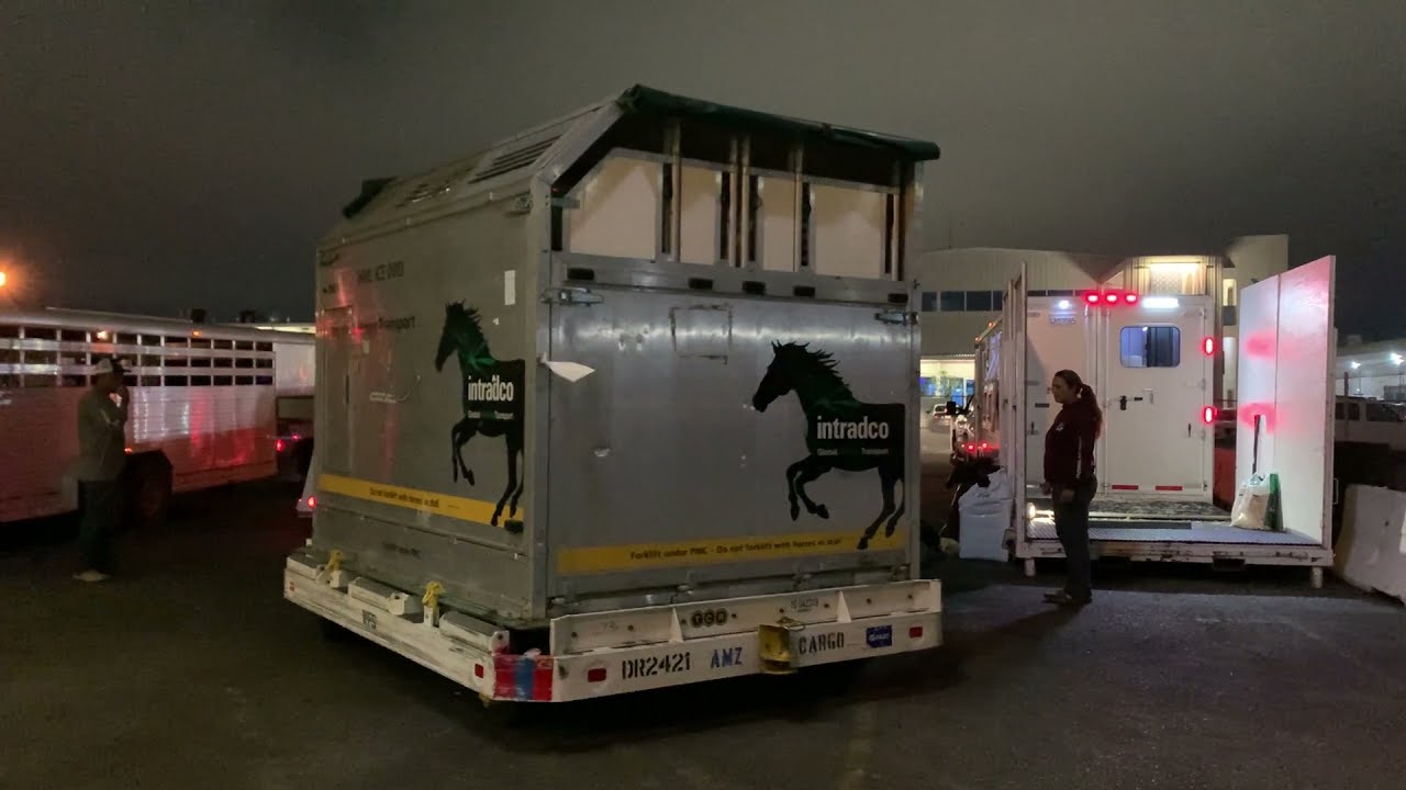 Horses in Flight — Adrianne Cruz - YouTube