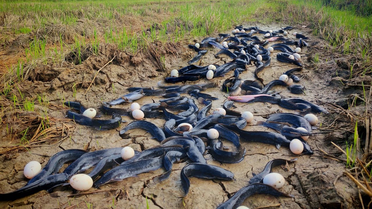 amazing fishing - catching a lot of fish and pick duck egg at field by ...