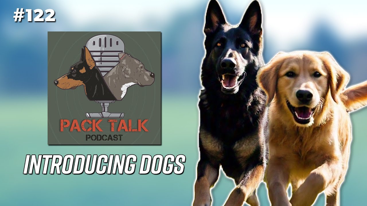 How to Introduce Dogs - PTP #122 - YouTube