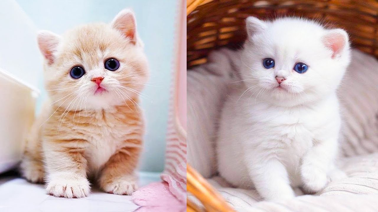 Baby Cats Cute And Funny Cat Videos Compilation 65 Aww Animals