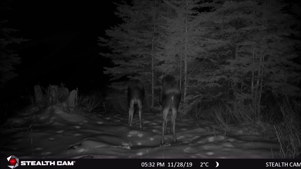 Two moose at night - YouTube