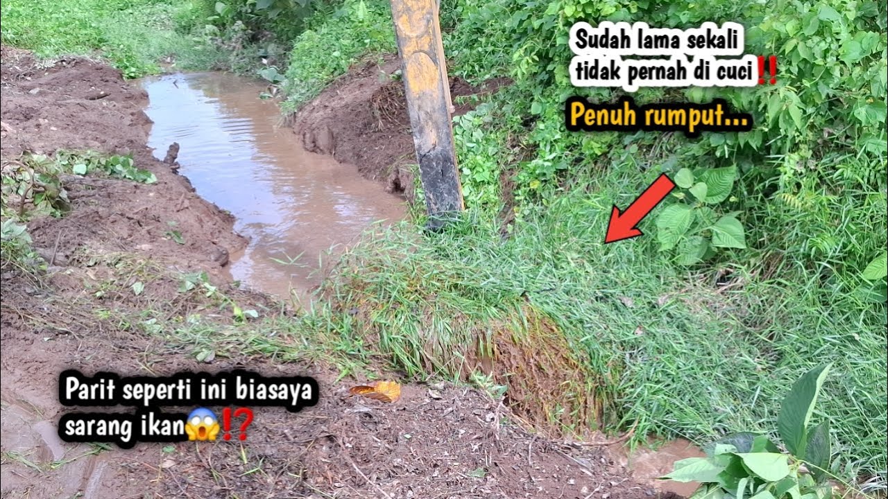 Penuh rumput||Parit seperti ini biasanya jadi sarang ikan😱⁉️Sudah lama ...