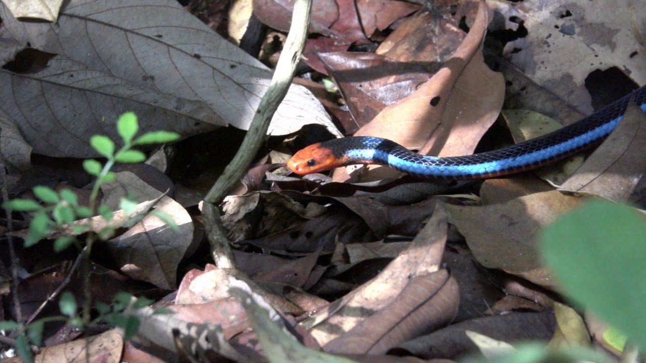 Blue Malayan Coral Snake - YouTube