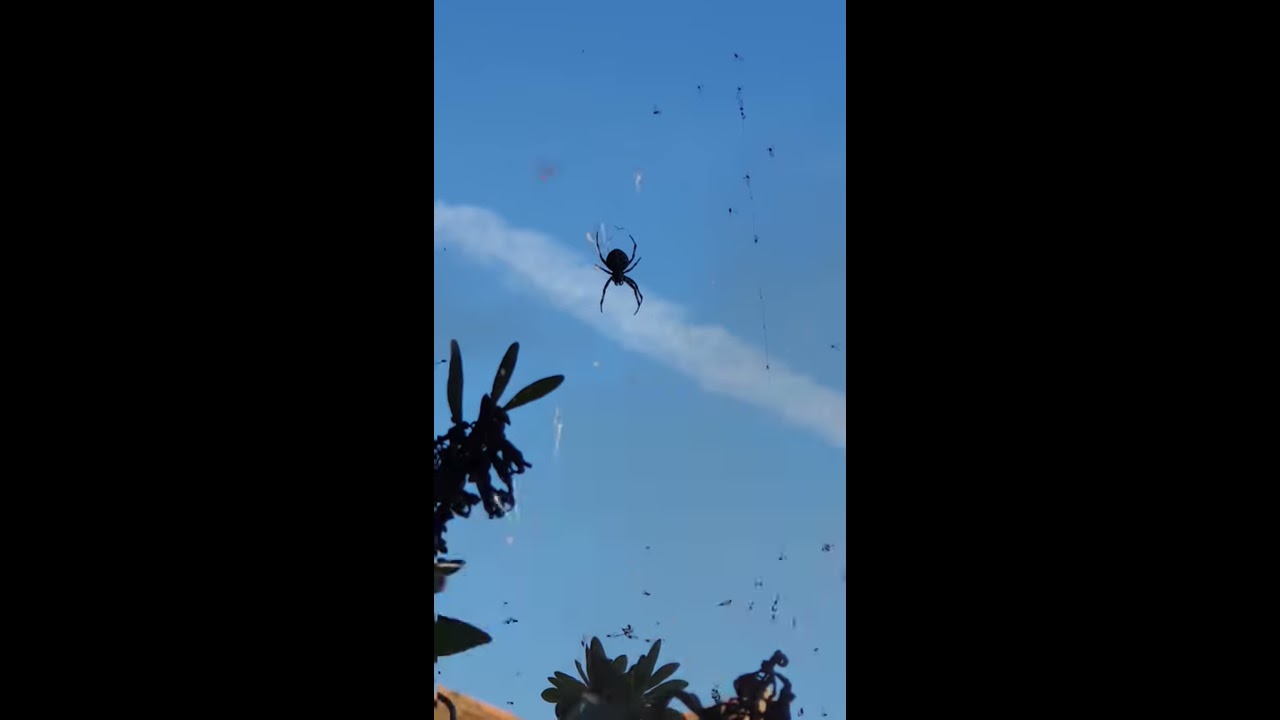 7 Shocking Facts About Fat-Bodied Spiders You Need To Know Now ...